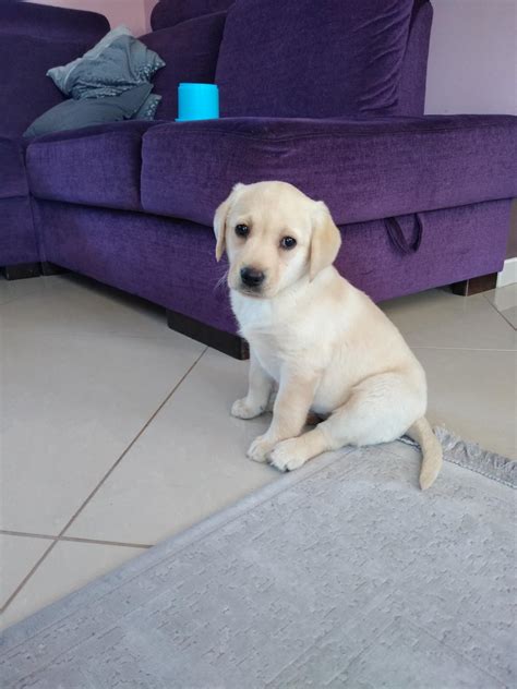 Karma Royal Canin Labrador Retriever Puppy 3kg - Ceny i opinie - Ceneo.pl