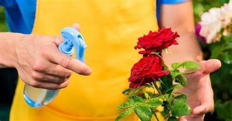 Мочевина для роз весной для буйного летнего цветения: 4 полезные ...
